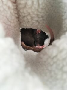 Can Pet Rats Eat Cheese? (And Which Cheeses Not To Feed Them)